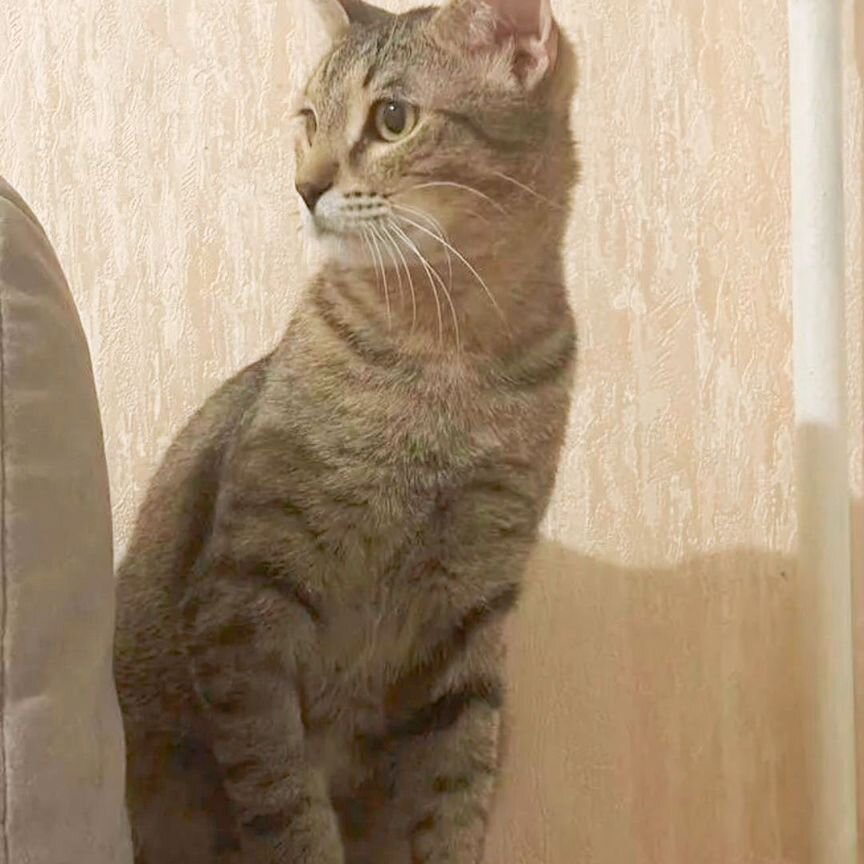 Котик Леопольд ждём свою семью