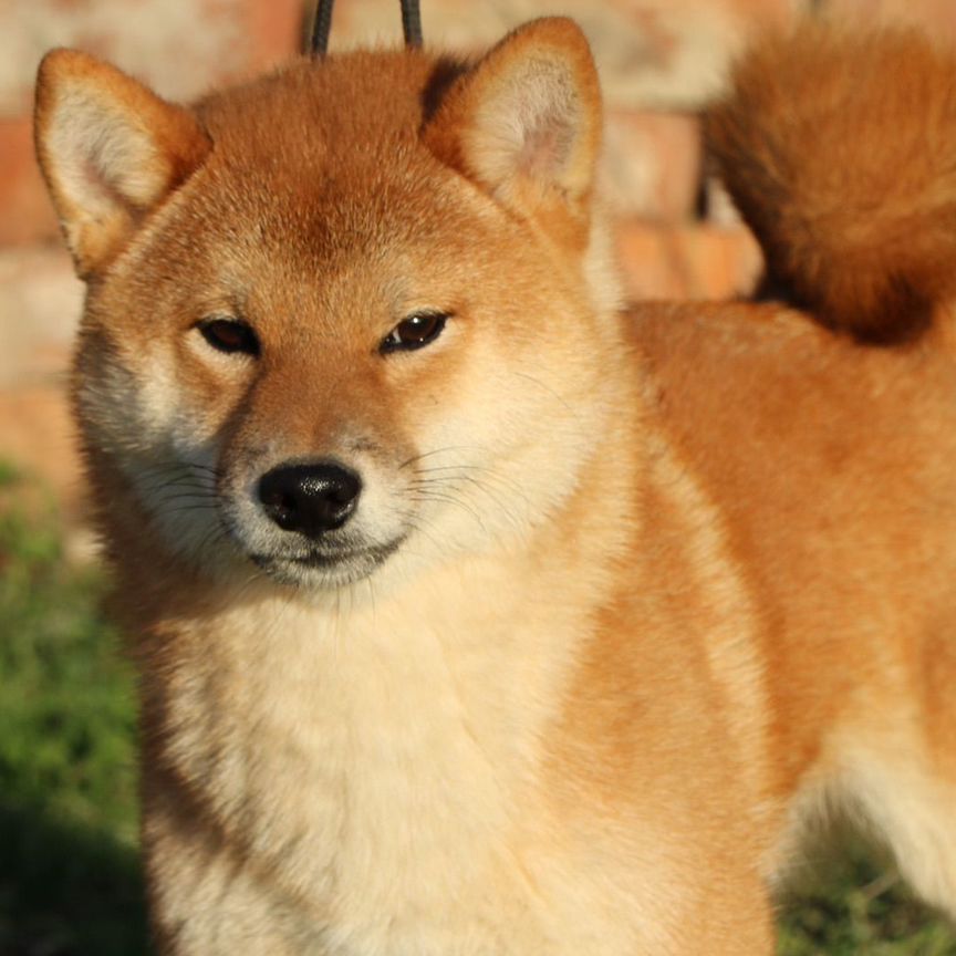 Сиба ину мальчик