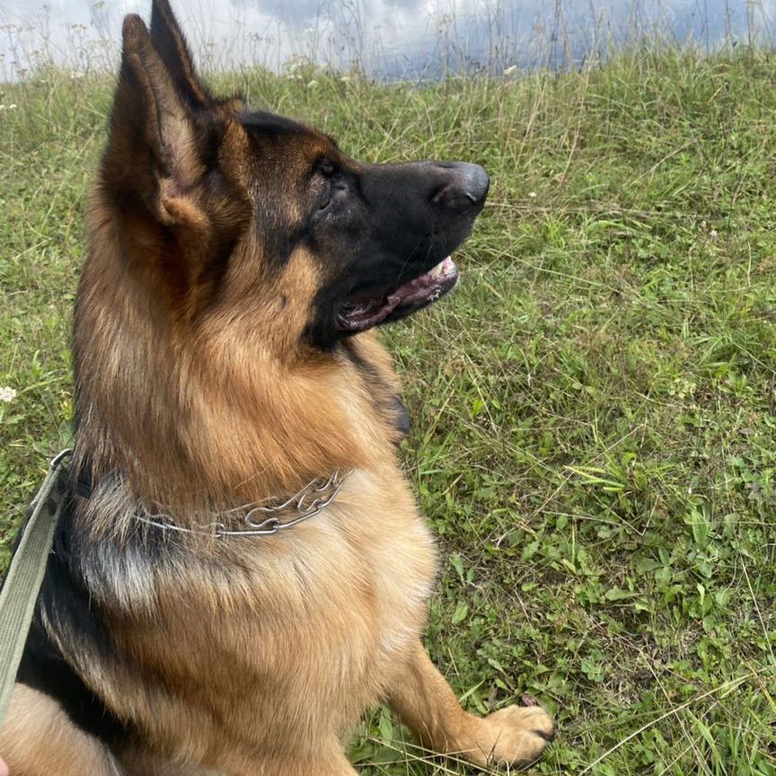 Немецкая овчарка, взрослая собака