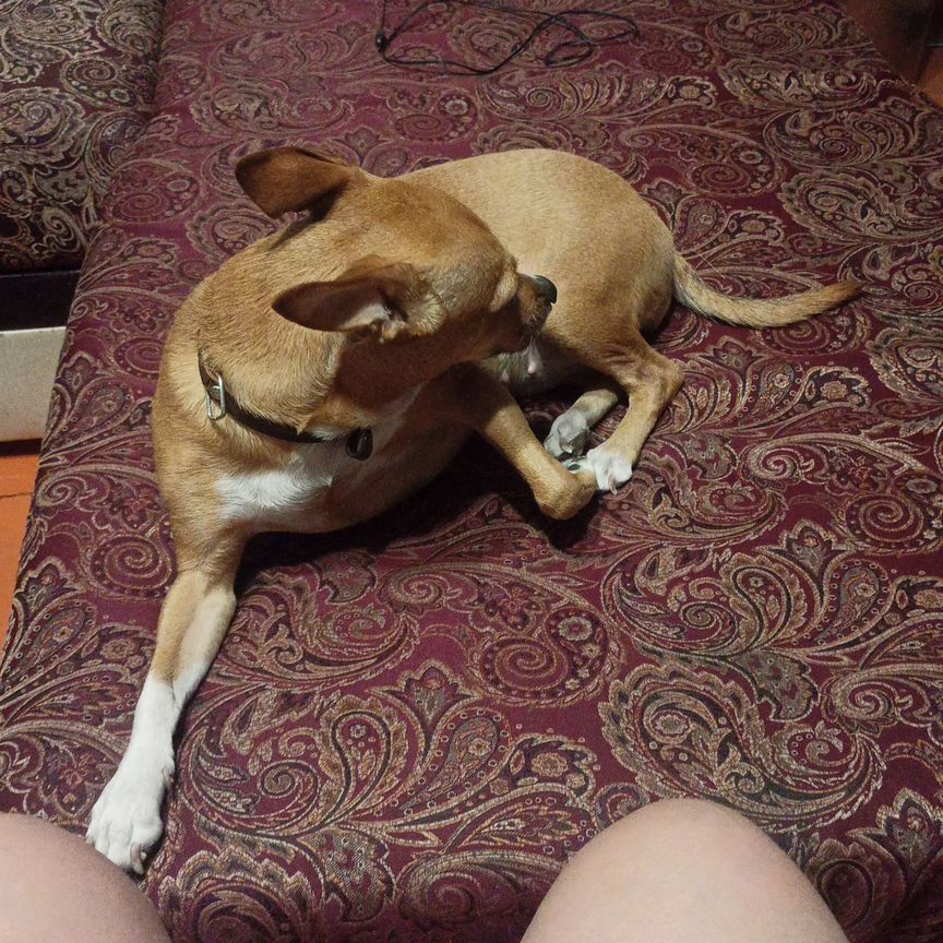 Русский той терьер в добрые руки