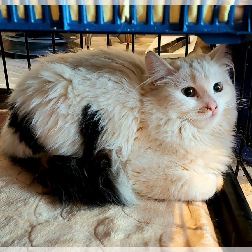Кошечка