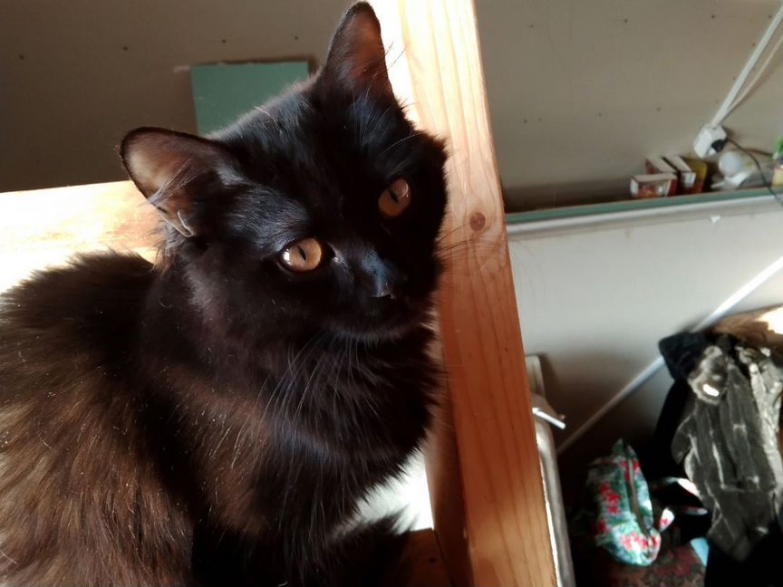 Кошка в дар