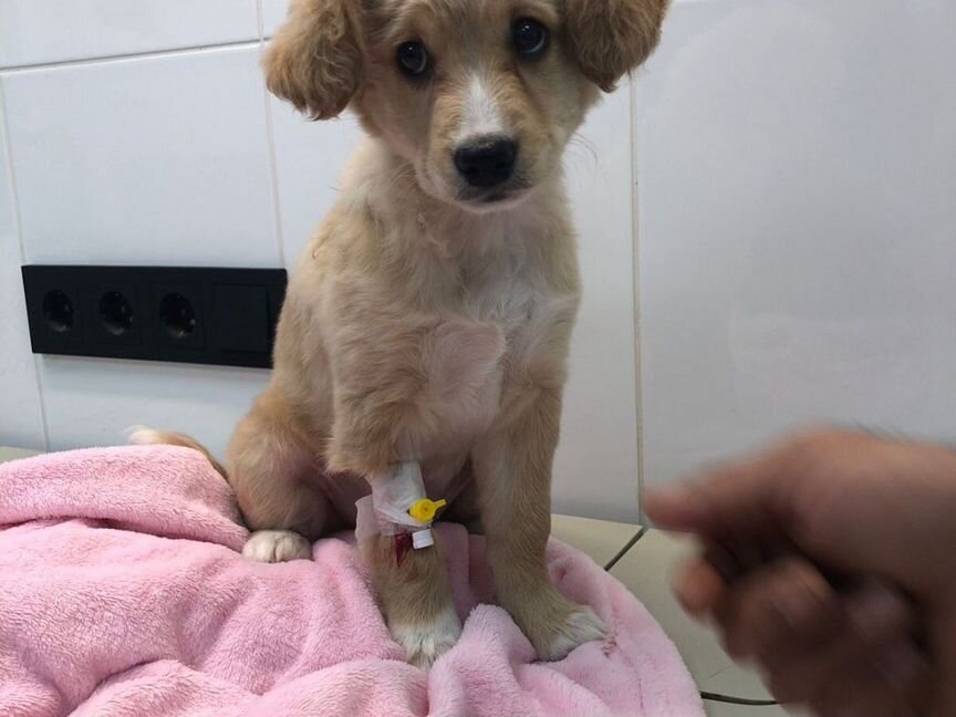 Спасите щенка