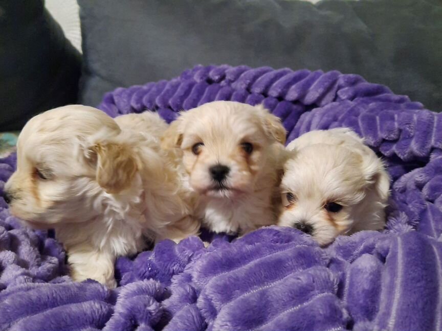 Щенок мальтипу мальчик