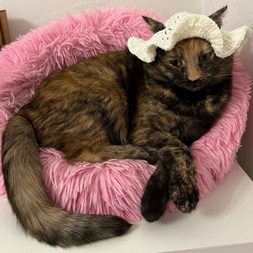 Шляпа для кота