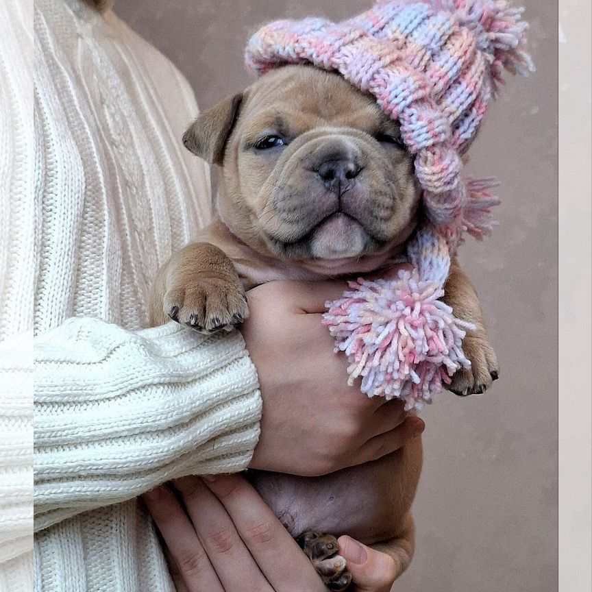 Американский булли, щенок