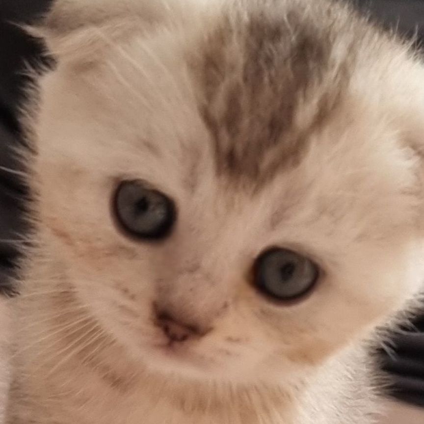 Шотландская вислоухая