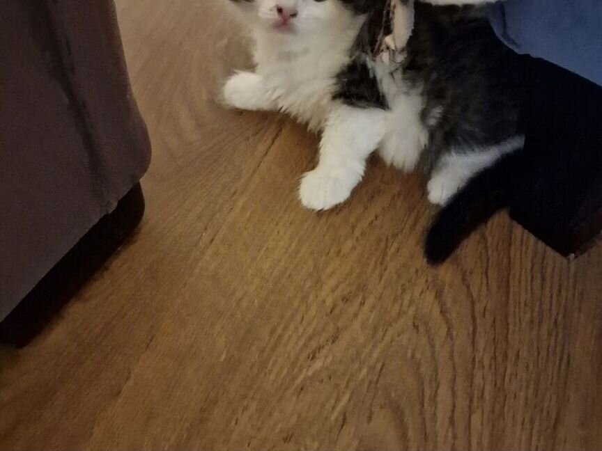 Котята бесплатно, остался бело-серый