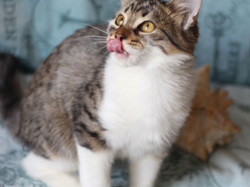Котёнок-бандит