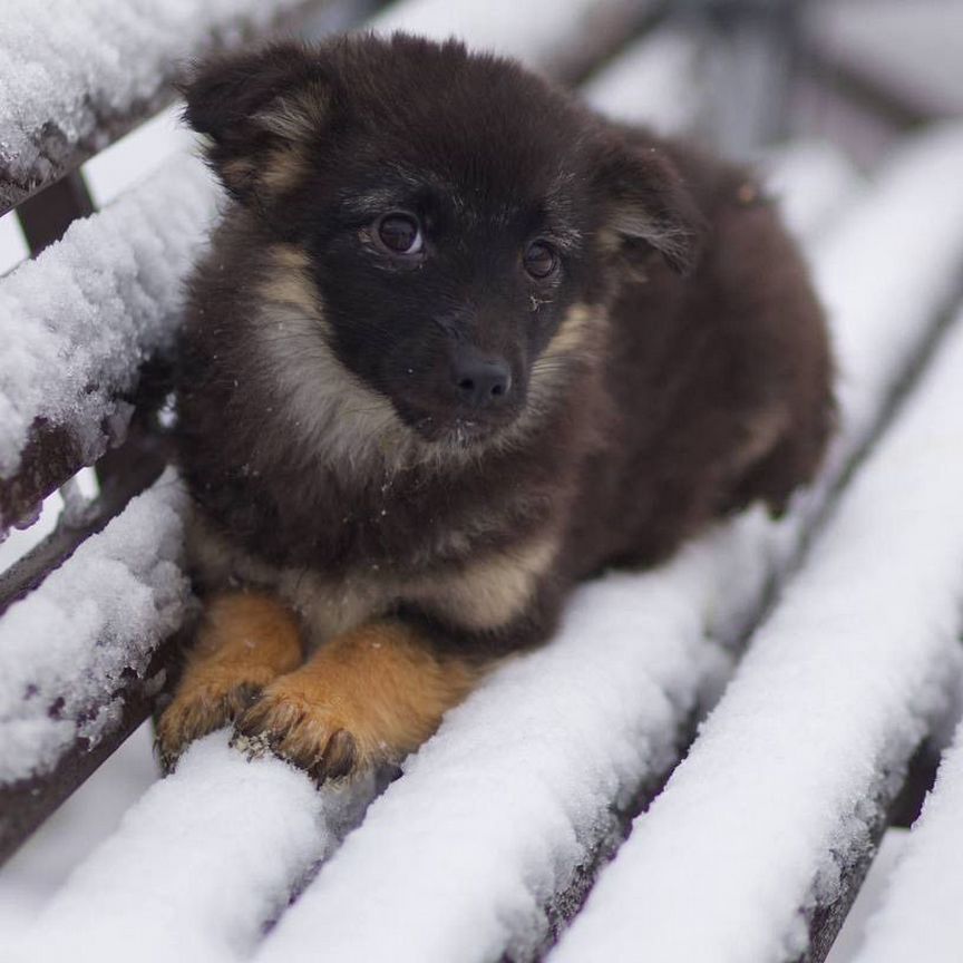 Щенок в добрые руки