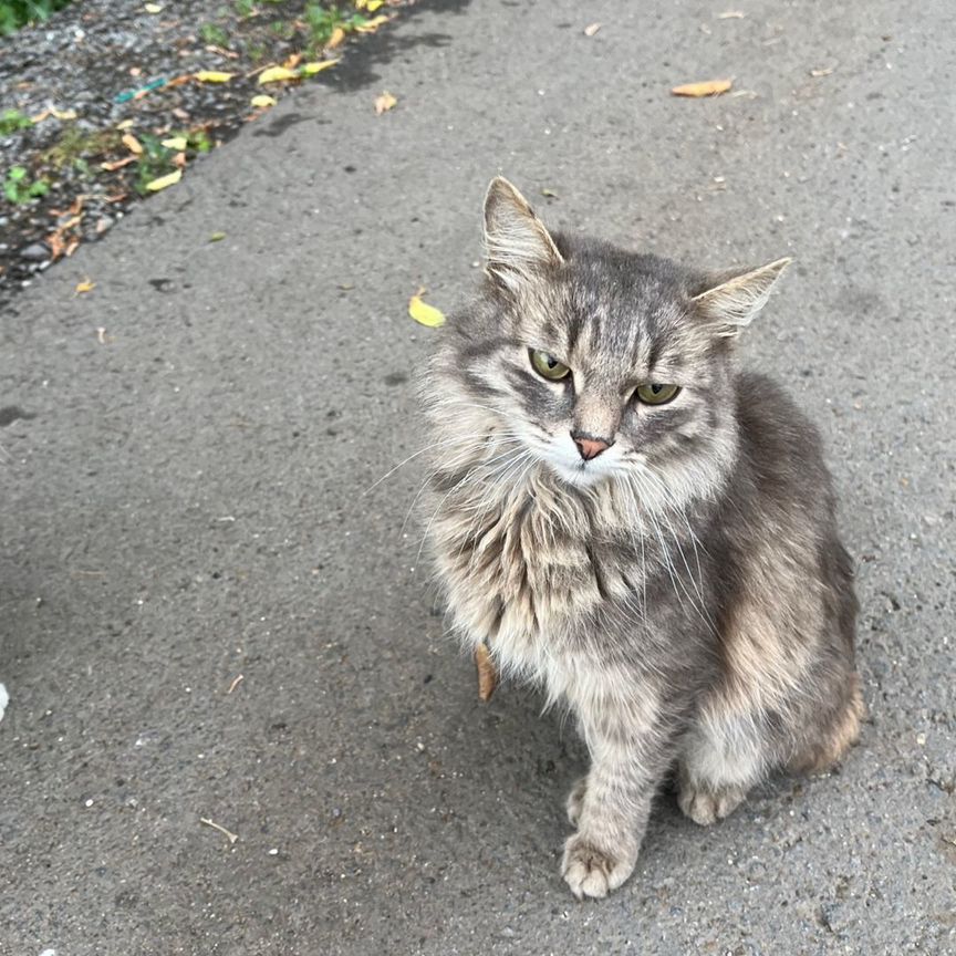 Кошка и котенок