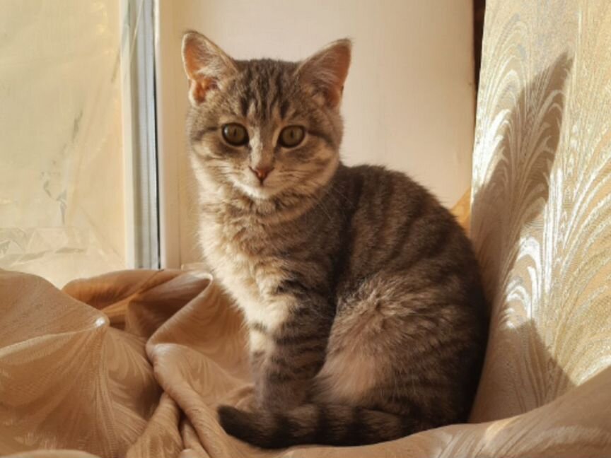 Отдам добрым людям Прекрасный, умный мальчик