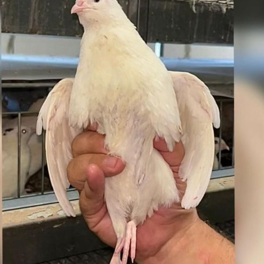 Яйцо инкубационное белый гигант