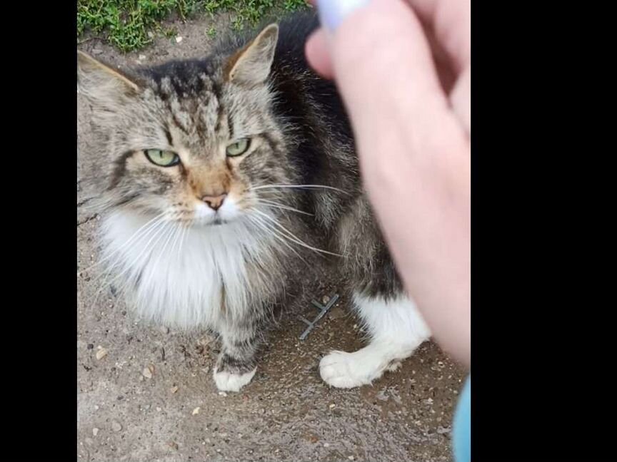 Выбросили котика
