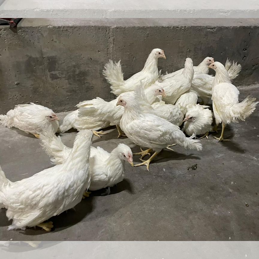 Куры несушки Яичного направления