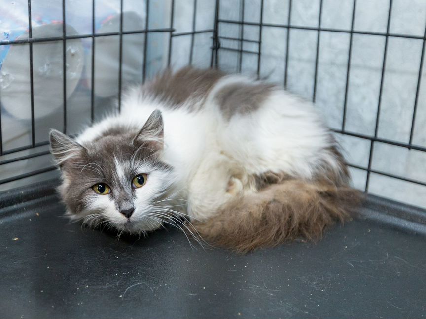 Кошка ищет дом