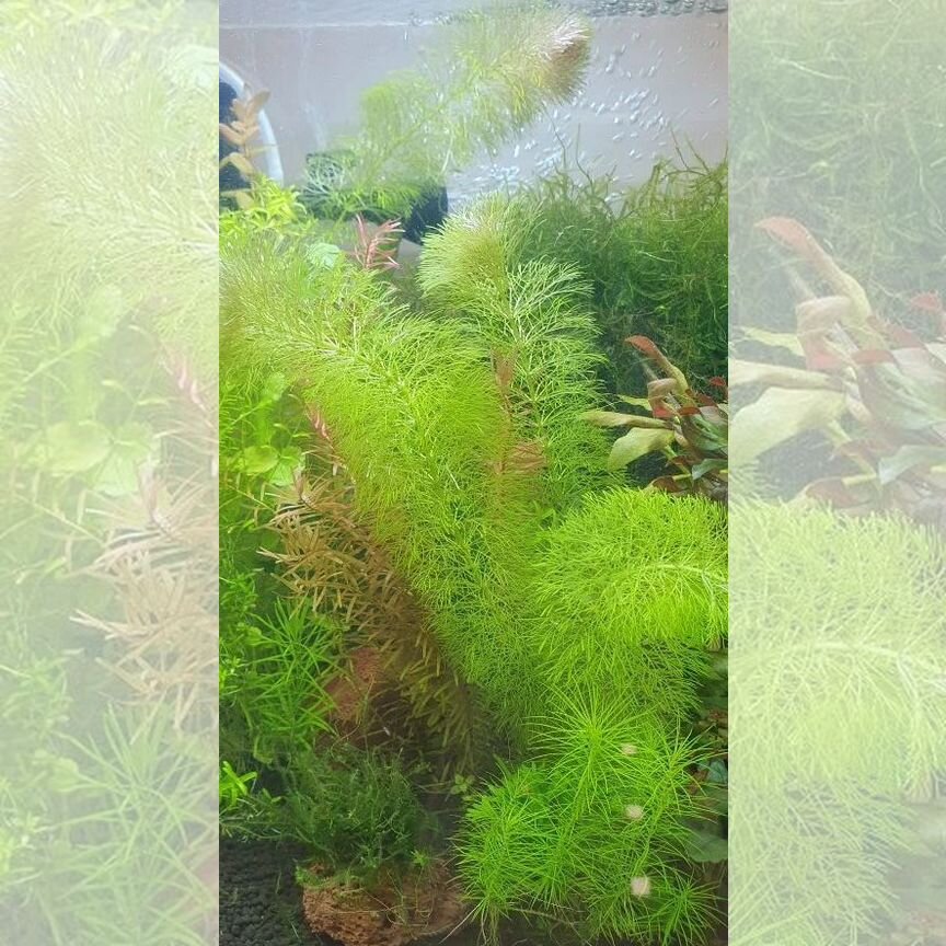 Прополка аквариума