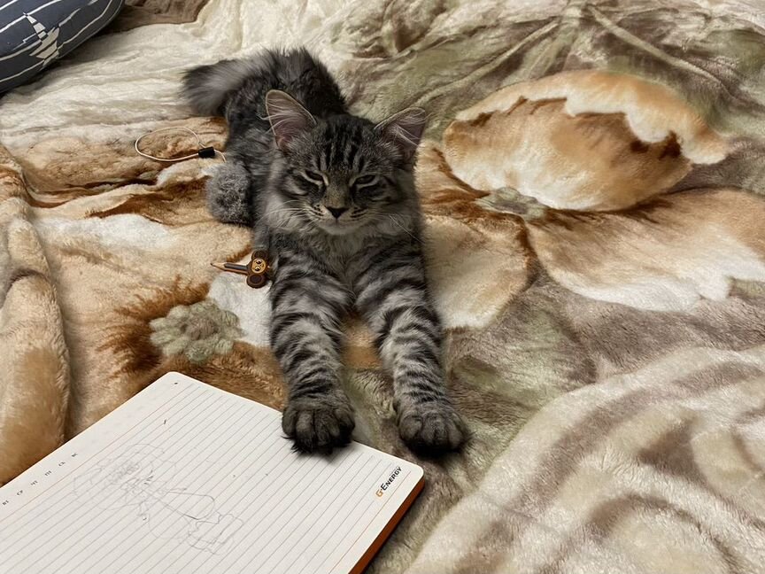 Кот в добрые руки