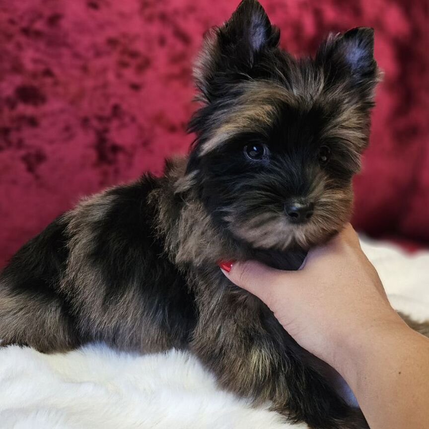 Йоркширский терьер, щенок