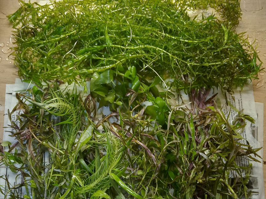 Аквариумные растения. На брони