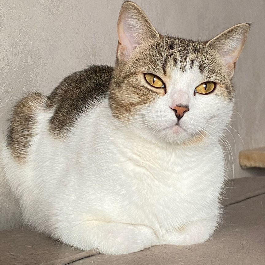 Взрослая, кошка в добрые руки