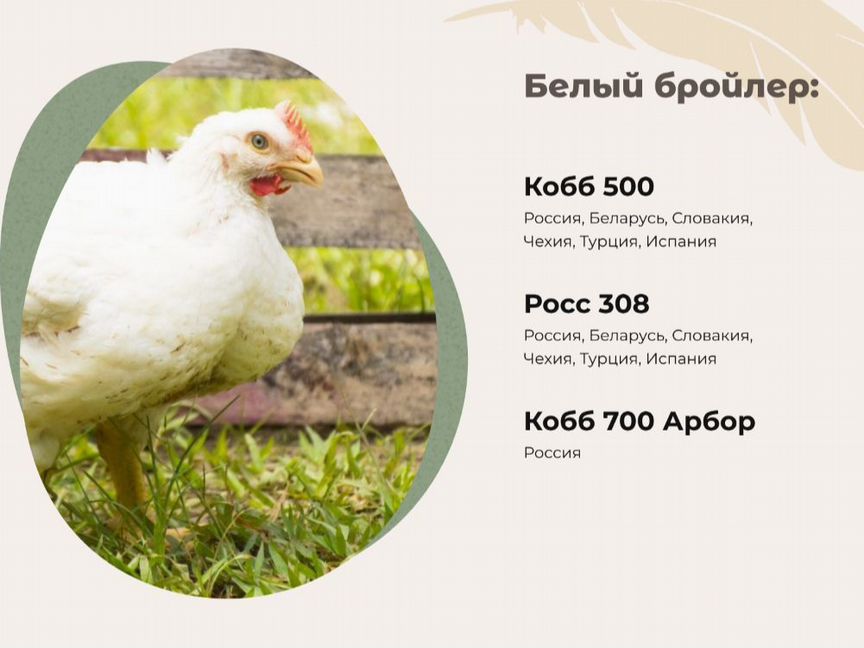 Инкубационное яйцо белого бройлера