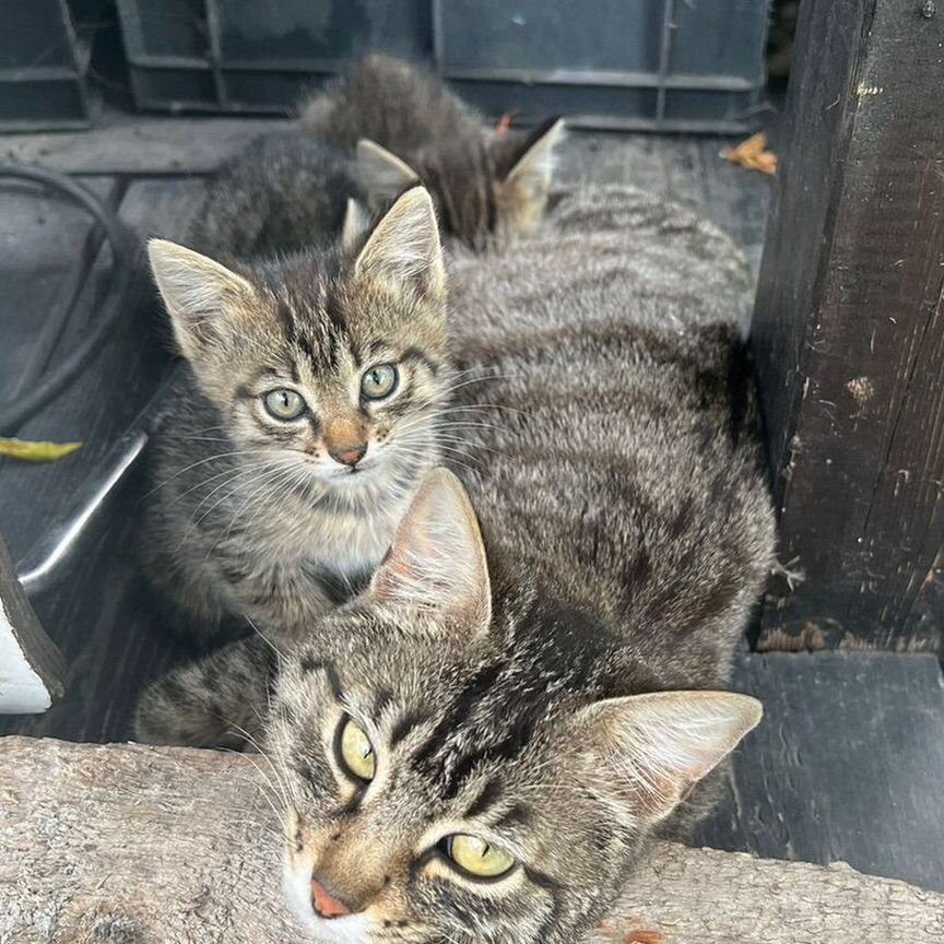 Котята в добрые руки
