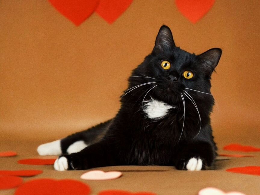 Кот гений, черно-белое счастье