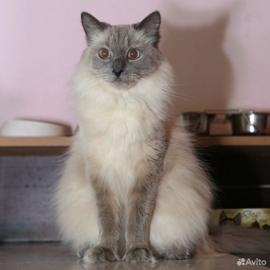 Кошка в дар