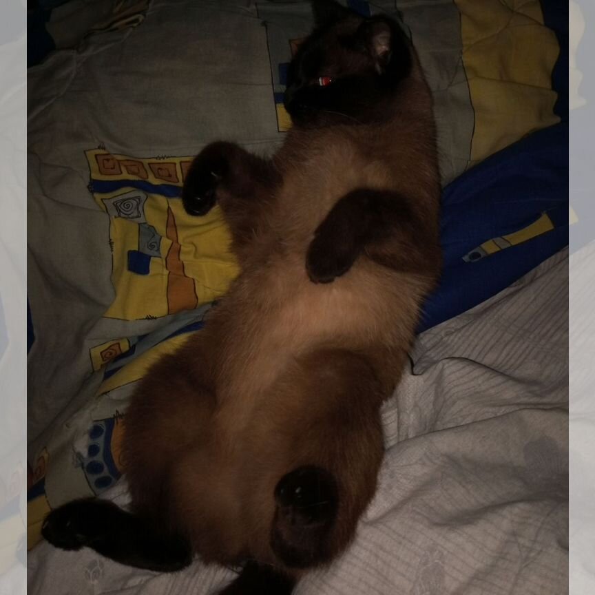 Тайская, взрослая кошка