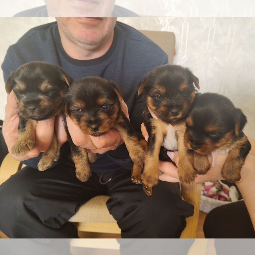 Йоркширский терьер, щенок