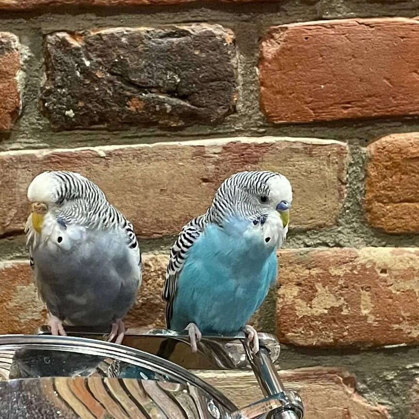 Волнистый попугай пара