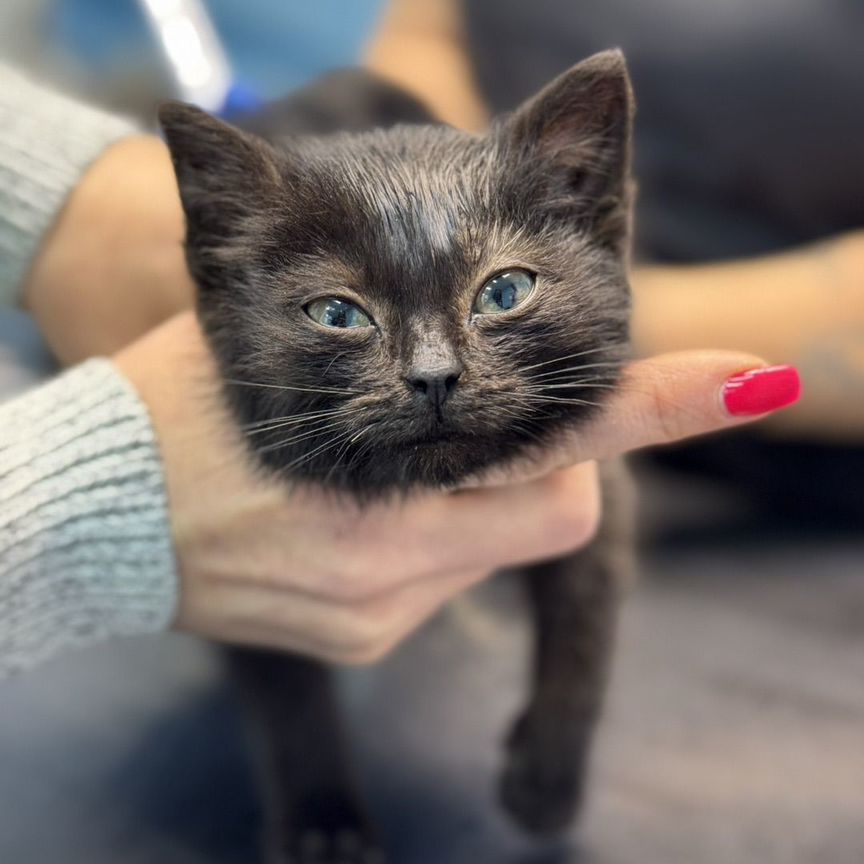 Котенок в добрые руки