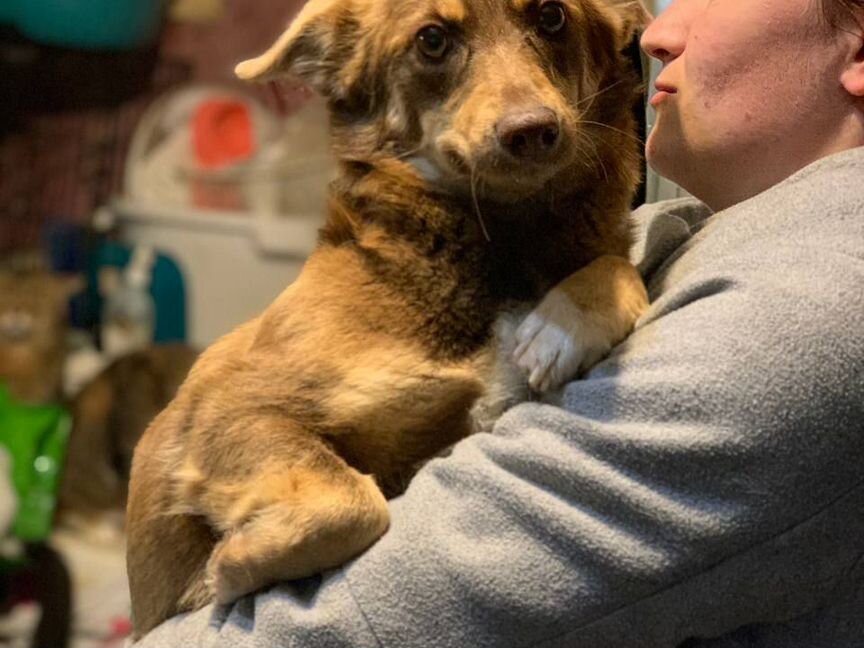 Маленькая собачка как корги