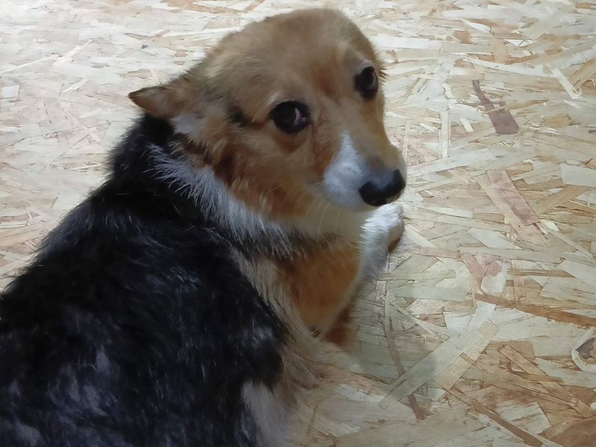 Коржик в добрые руки