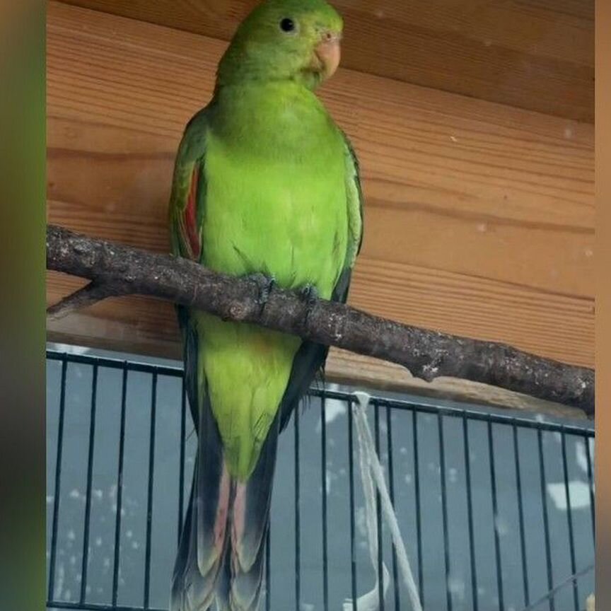 Краснокрылый попугай