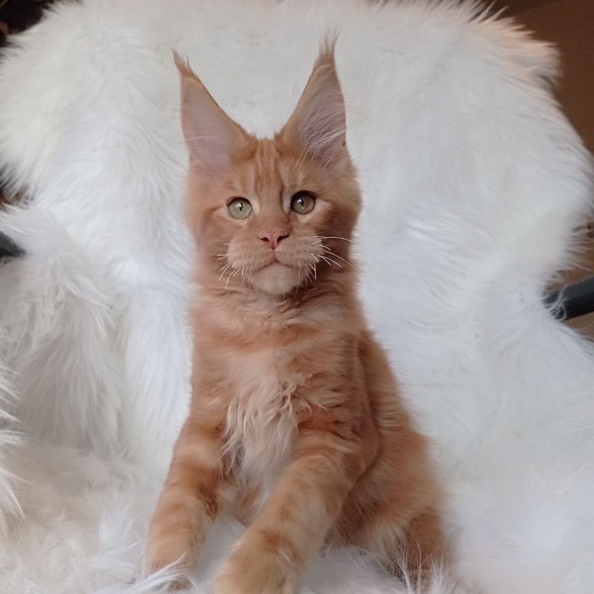 Апельсинчик Вольт