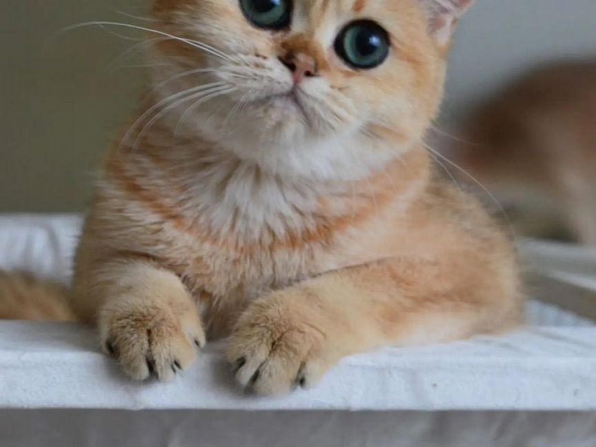 Зеленоглазая малышка