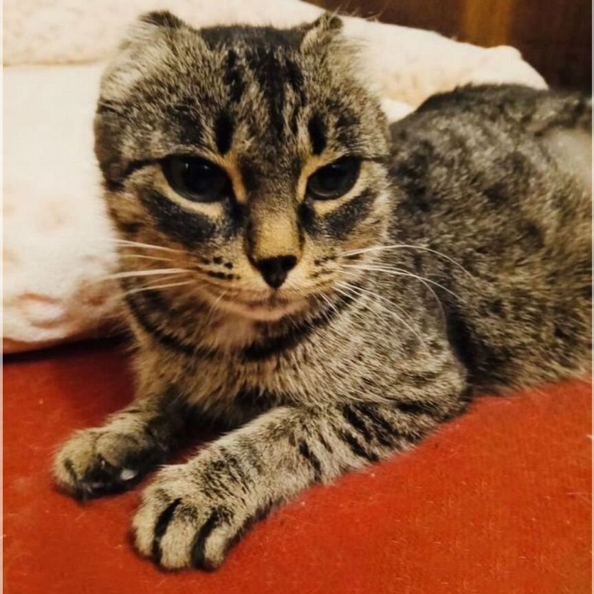 Особенная кошка ищет дом