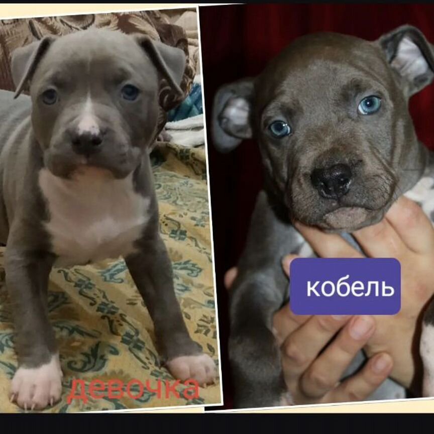 Американский стаффордширский терьер, щенок