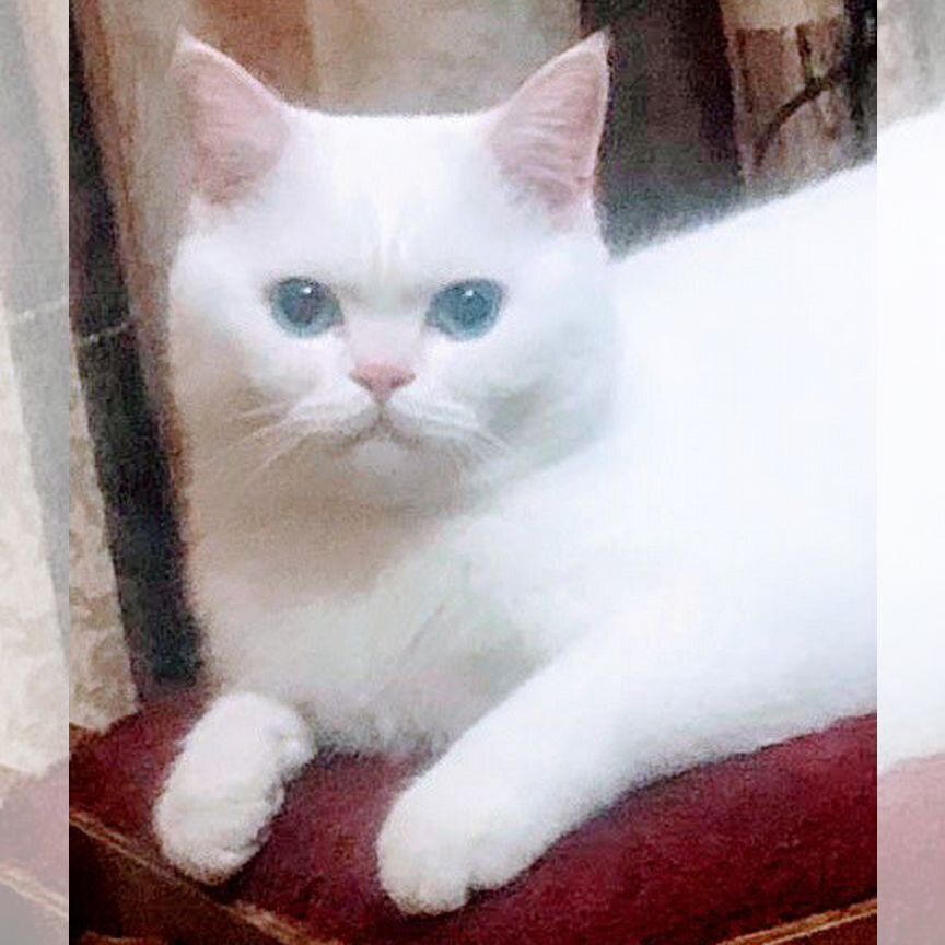 Кот Снежок