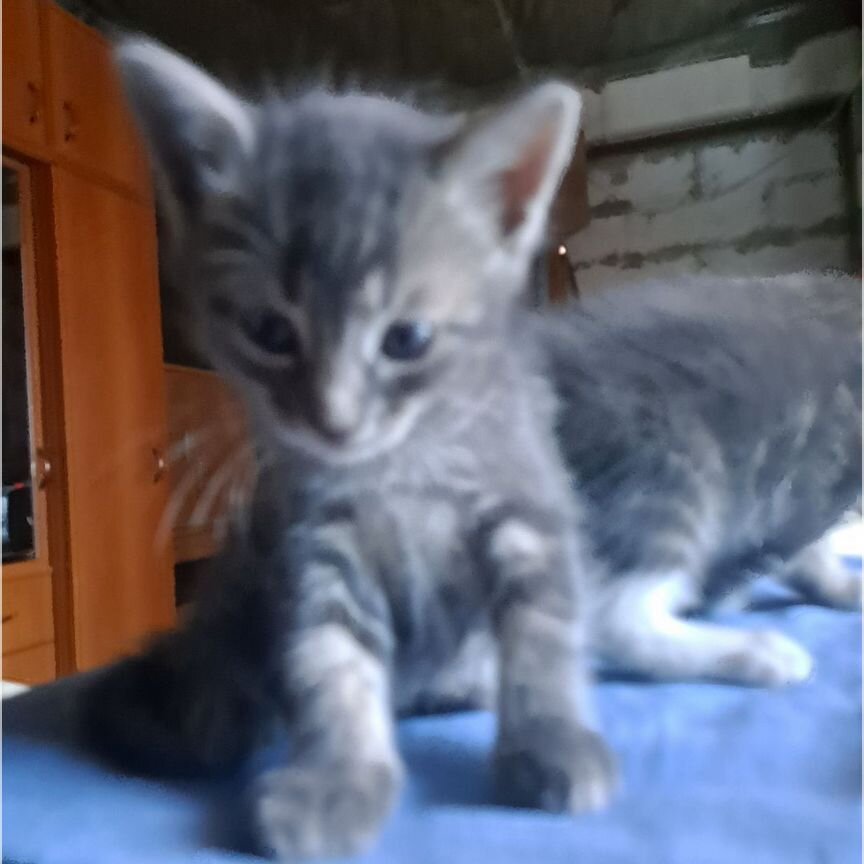 Котята в добрые руки бесплатно