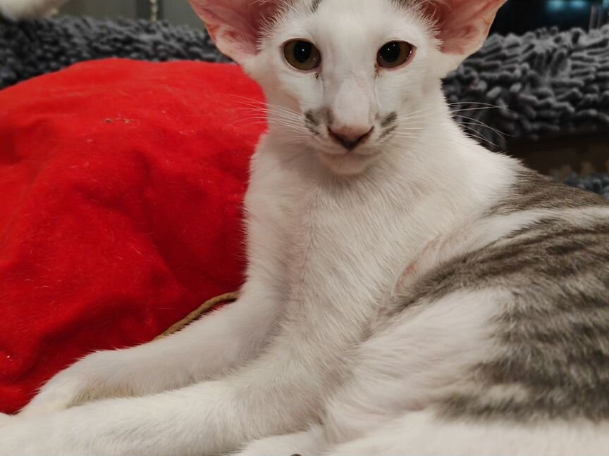 Ориентальный котик ищет мам пап