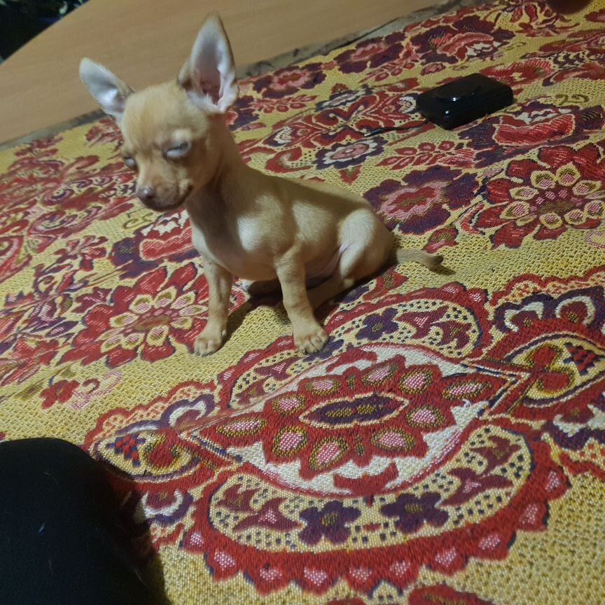 Щенки чихуахуа