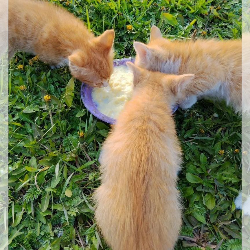 Котёнок в добрые руки