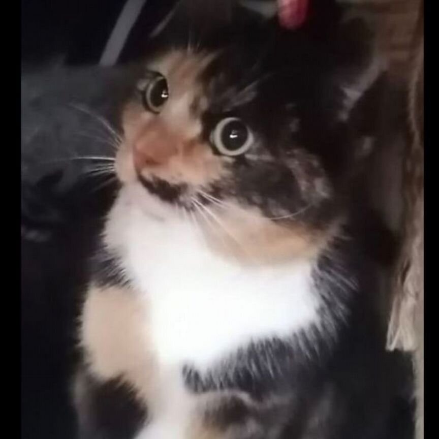 Мусильда ищет семью