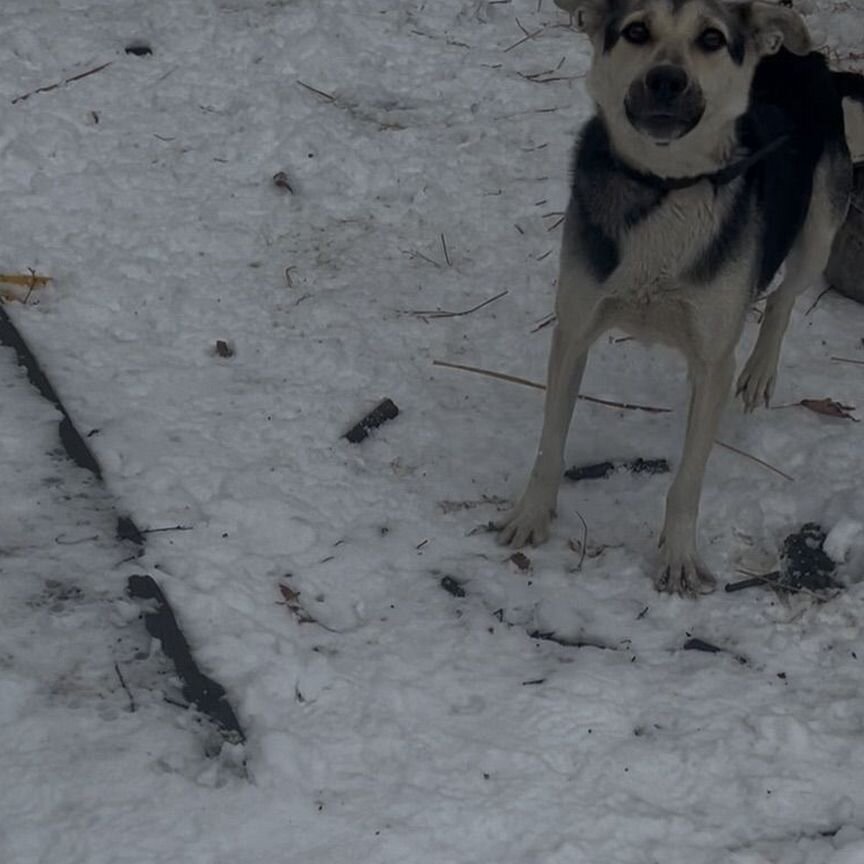 Взрослая собака в добрые руки