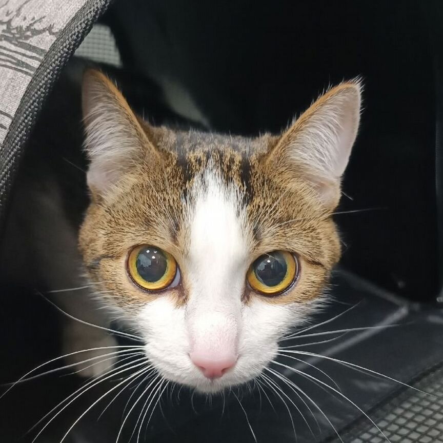 Взрослый кот в добрые руки