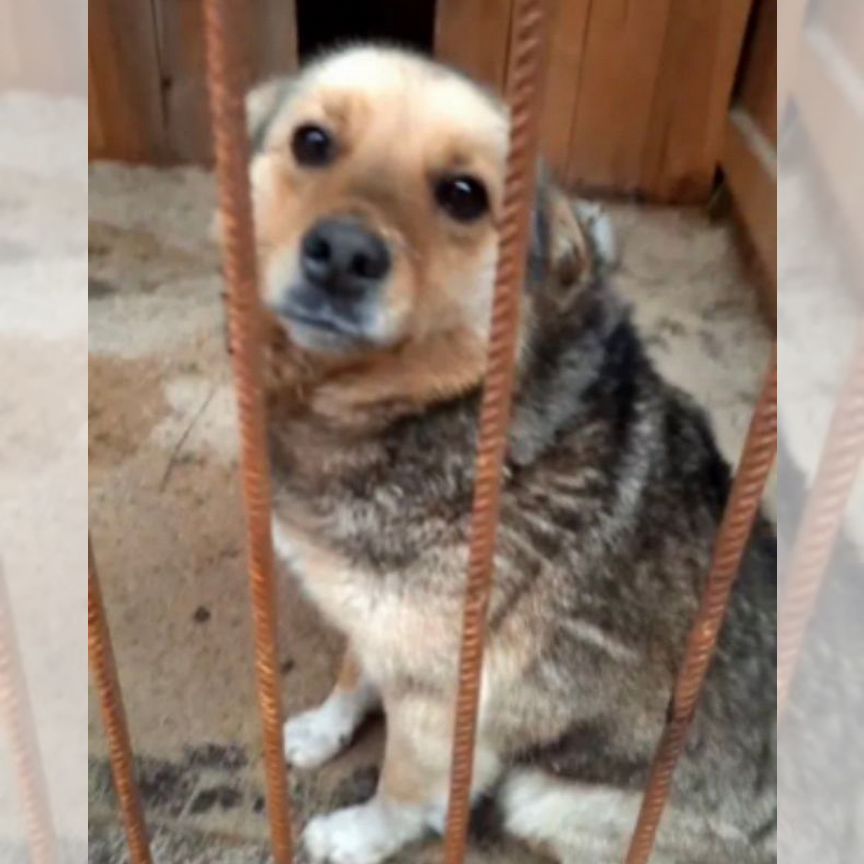 Взрослый пёс в добрые руки