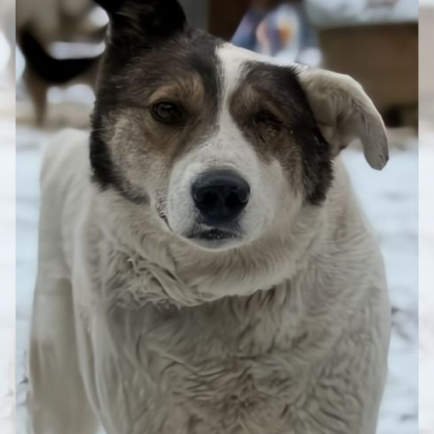 Взрослый пёс в добрые руки